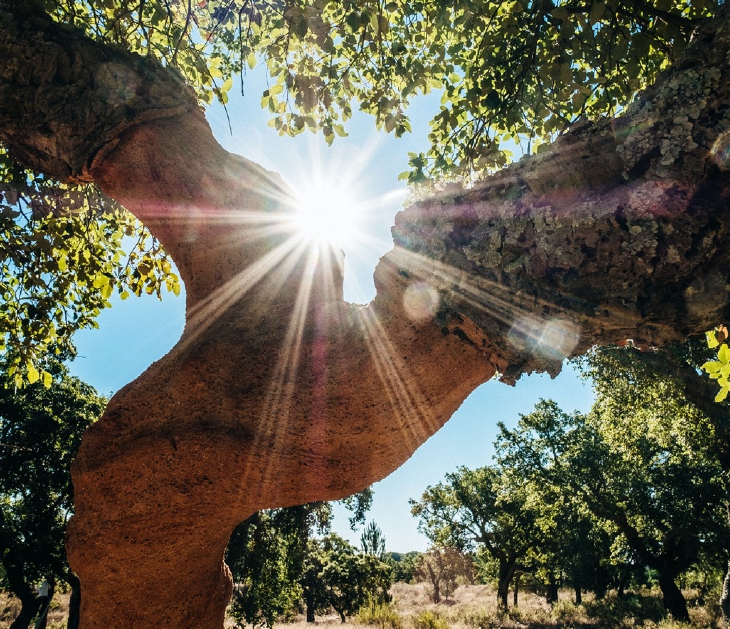 Corcho | Amorim Cork Flooring